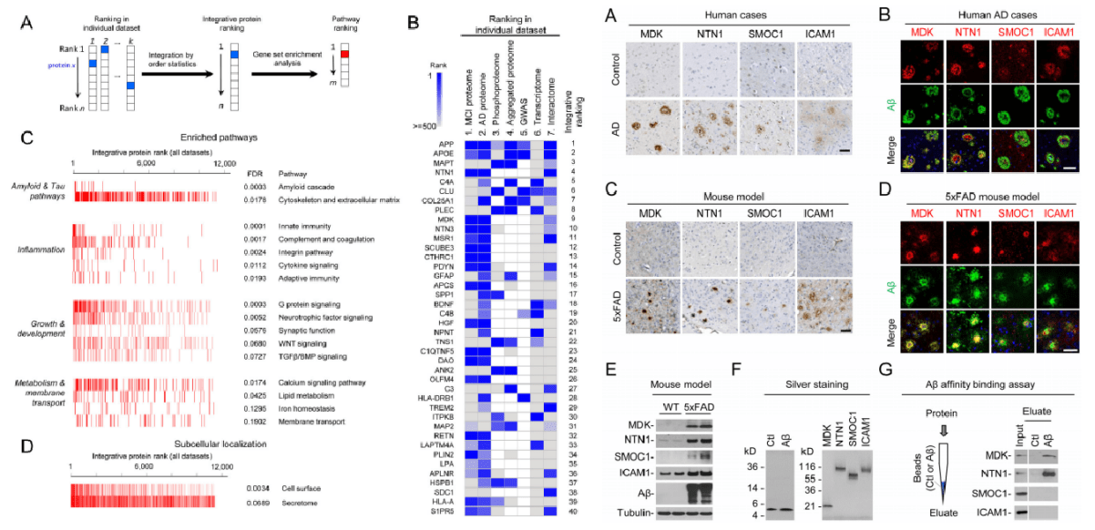「青莲聚焦」强强联合—组学技术+WGCNA分析在阿尔茨海默病 (AD）中的应用_蛋白_基因_功能