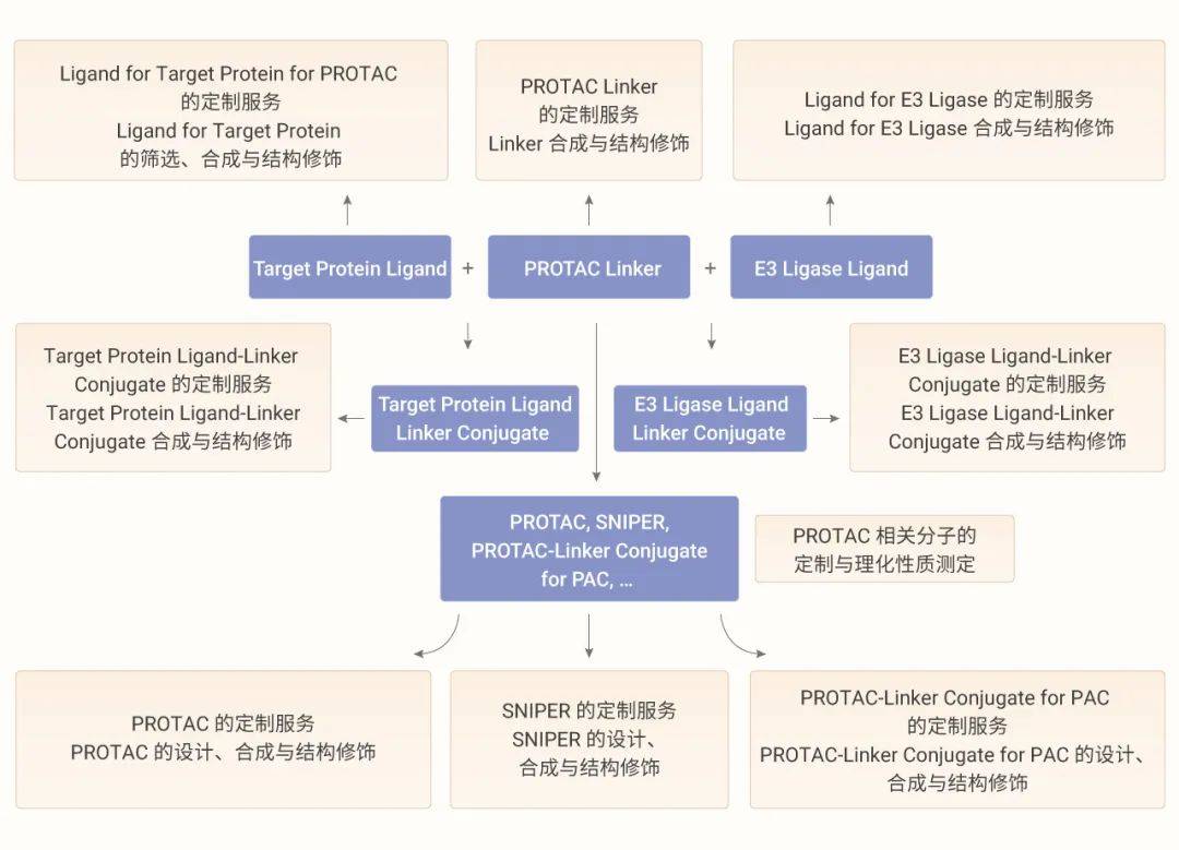 PROTAC——靶点选择与设计 | MedChemExpress_蛋白_分子_Linker