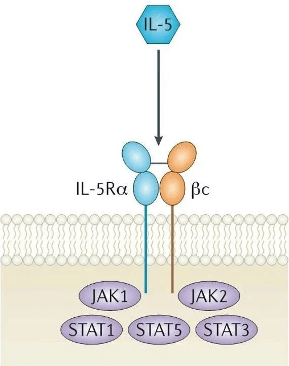 潜力靶点IL-5：美泊利珠单抗拓展；审评报告发布_酸性_粒细胞_全球