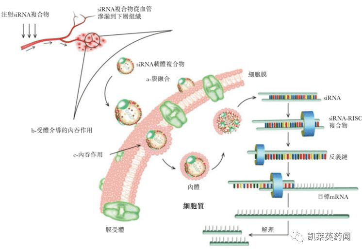 Centyrin-siRNA 偶联物的重大突破： Aro更新数据证明ABX1100治疗庞贝病的潜力_药物_疾病_疗法