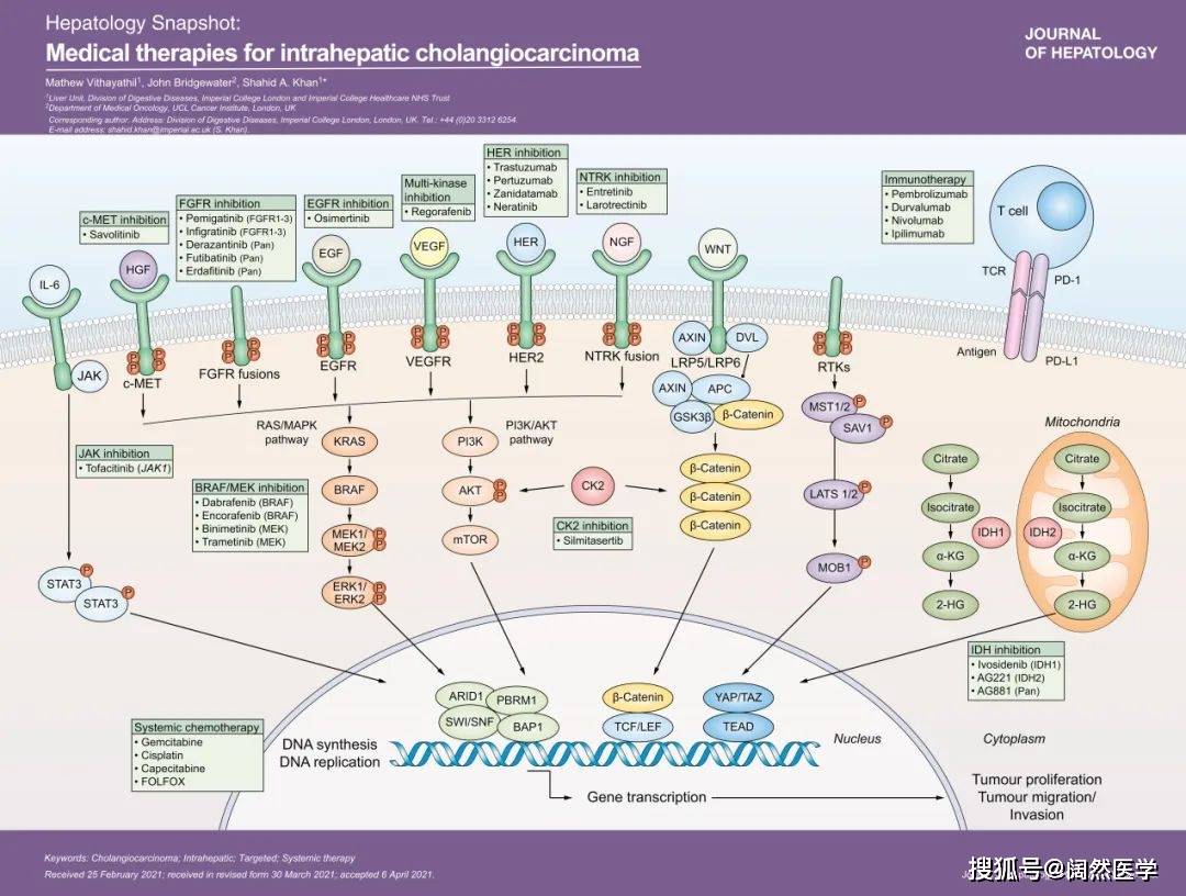 《JAMA Surg》: KRAS G12变异与ICC患者较差预后相关_肿瘤_阔然_基因