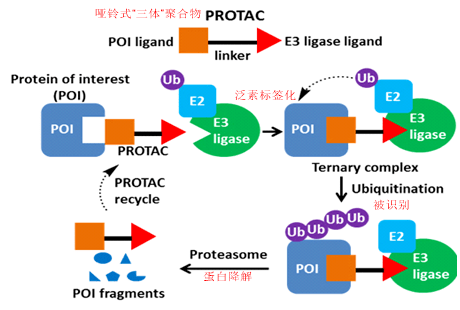硬核梳理|一文教你区分PROTAC，LYTAC，AUTAC....._蛋白_技术_抗体