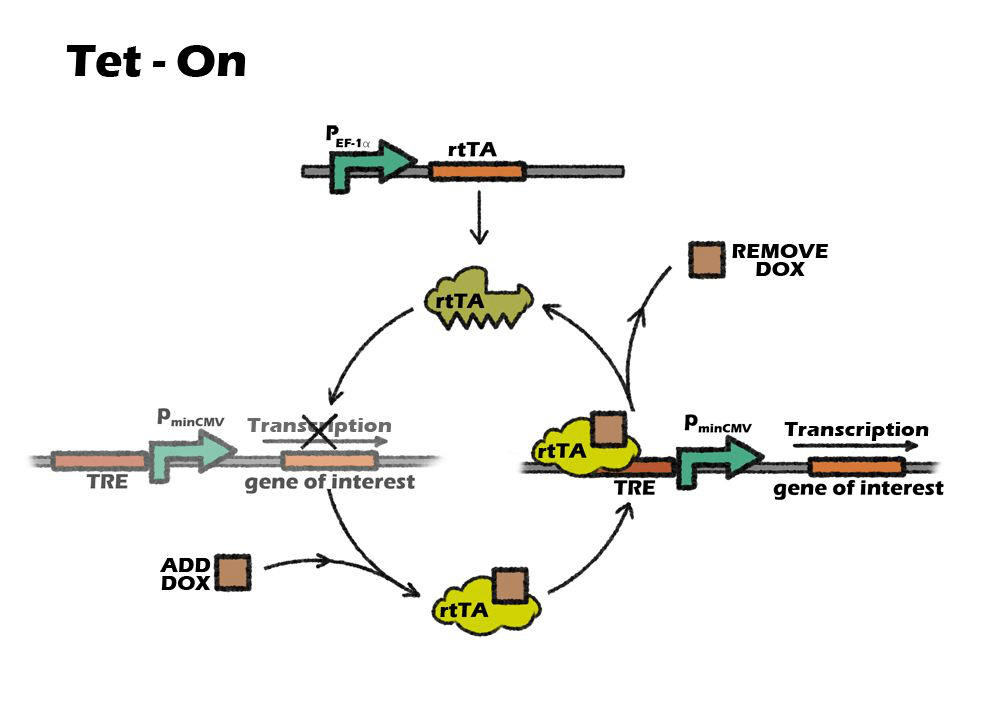 Tet-on/off 系统—实现基因的诱导表达_调控_rtTA_原理