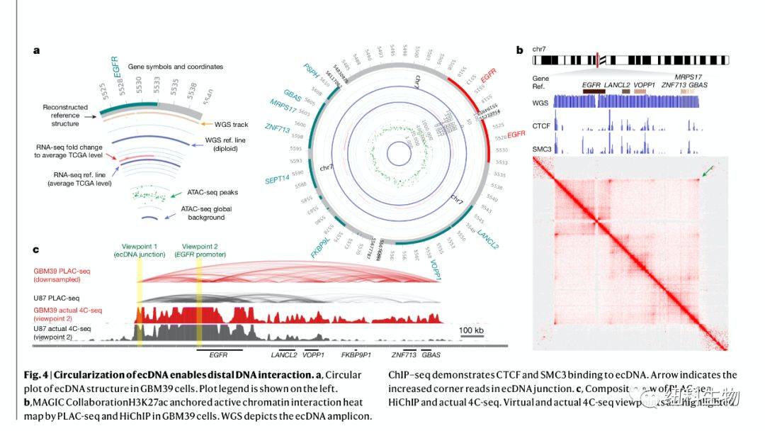染色体外环状DNA：肿瘤研究新方向_ecDNA_癌症_基因