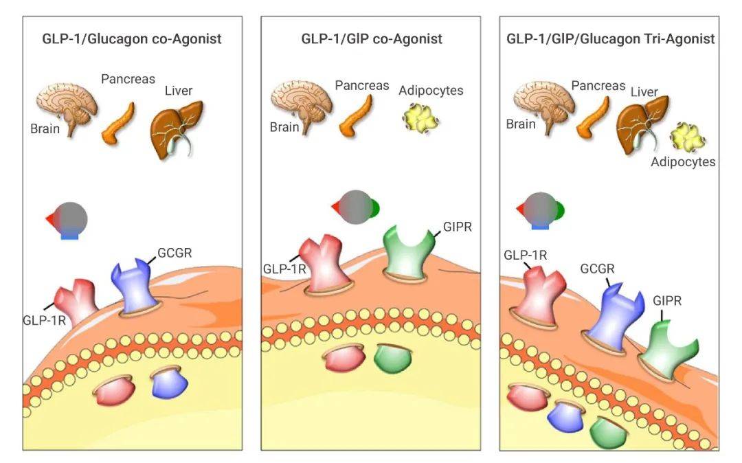 2022 上半年 FDA 小分子药物盘点 - MedChemExpress_是一种_激酶_治疗