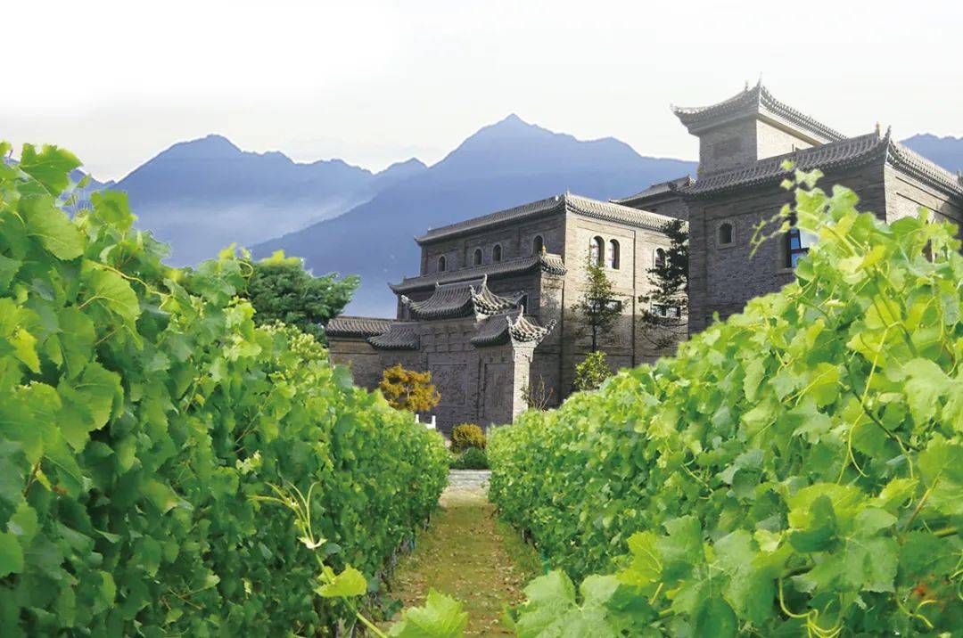 蓝赛酒庄——千百年贺兰山下造就纯中式三级酒庄葡萄园酿造赤霞珠