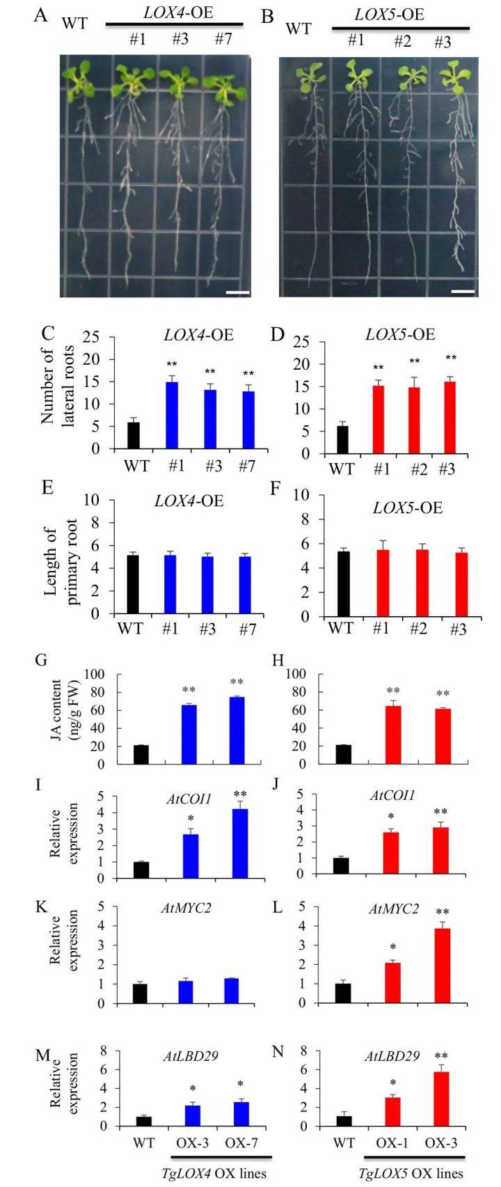 没有转化体系的物种，如何研究其基因功能？（三）_Virus_al_病毒