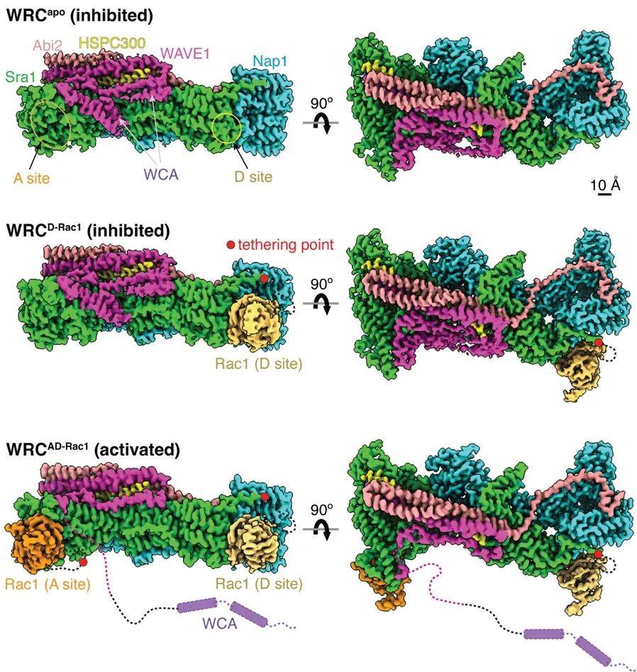 文献解读：Sci Adv & Nat Commun | 揭示肌动蛋白骨架调节新机制_细胞_控制