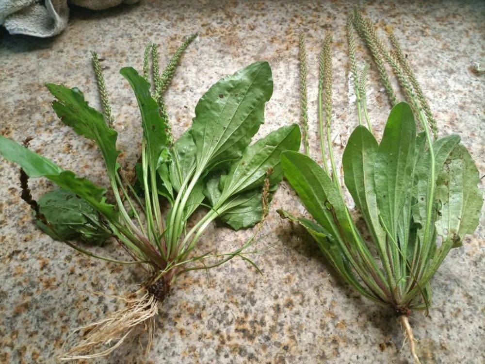 车前草和车前子壳有什么好处？很多人不知道，认识不吃亏_开花_种子_地方