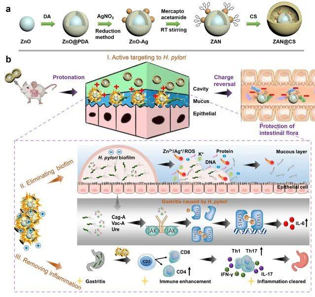中国药科大学发现可用于治疗幽门螺杆菌的新型质子化纳米材料_药物_研究_因子