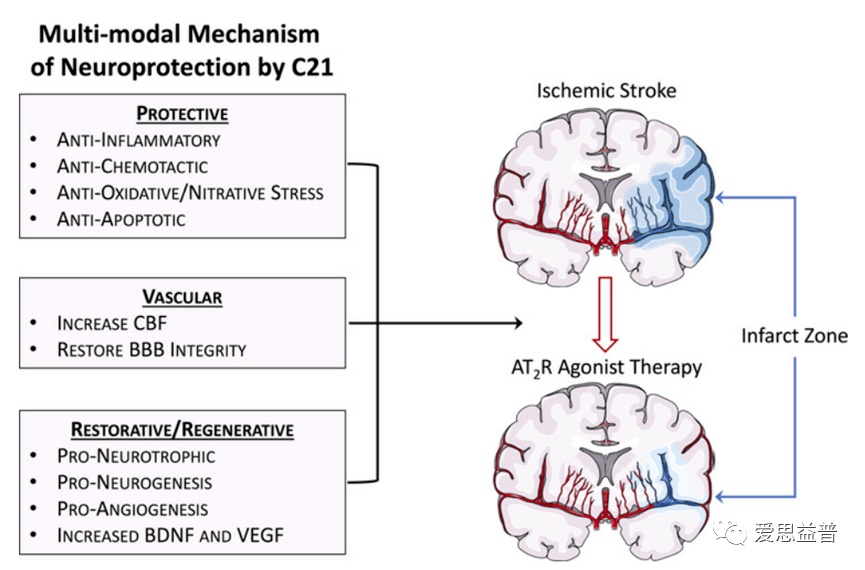 《爱求索》之血管紧张素AT1和AT2受体在疾病中的作用_Ang_细胞_包括