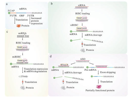 文献综述：RNA药物递送研究进展_蛋白_治疗_核糖核酸