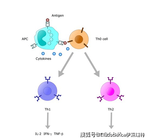 Elabscience流式课堂｜Th1/Th2/Th17细胞简介及指标选择_检测_实验_抗体