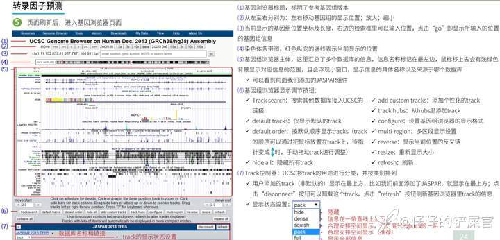 【科研工具包】转录因子预测及优化策略 ——JASPAR、NCBI、UCSC数据库联用_基因_序列_位点
