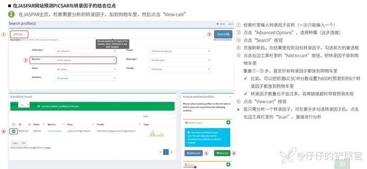【科研工具包】转录因子预测及优化策略 ——JASPAR、NCBI、UCSC数据库联用_基因_序列_位点