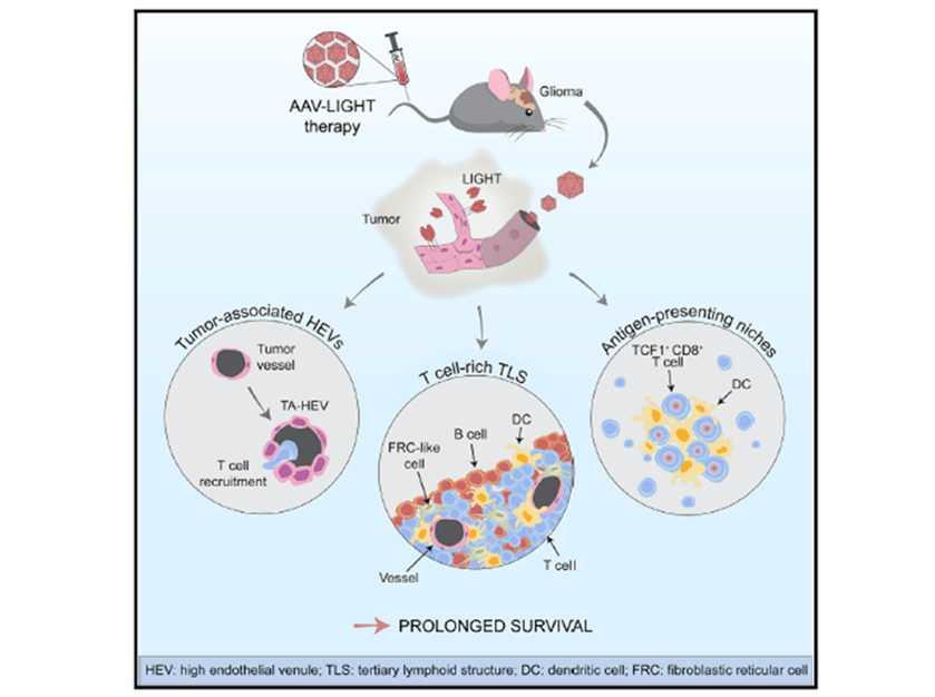 Cancer Cell (IF=38.6) | AAV基因疗法群雄角逐 胶质母细胞瘤治疗突破口在哪？ - 企业动态 - 丁香通