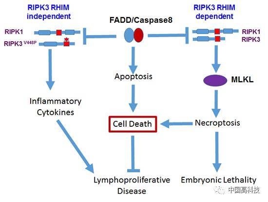 前沿科技 | 中科院科学家研究发现RIPK3蛋白RHIM结构域调控细胞死亡和炎症的新机制_淋巴