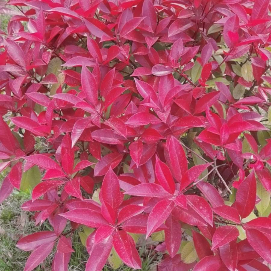 办公打印机推荐：至像Z35高效安全办公新选_国产_智能_系列