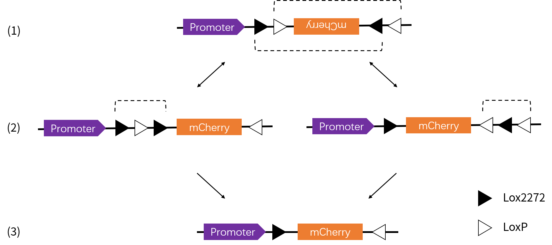 载体家小课堂 | Cre-Lox条件性表达载体系统_重组