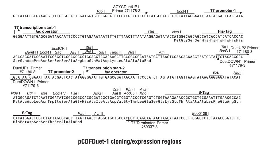 pCDFDuet-1载体质粒图谱、序列、说明书、价格_the