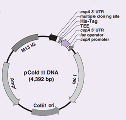 pCold II载体质粒图谱、序列、说明书、价格_蛋白