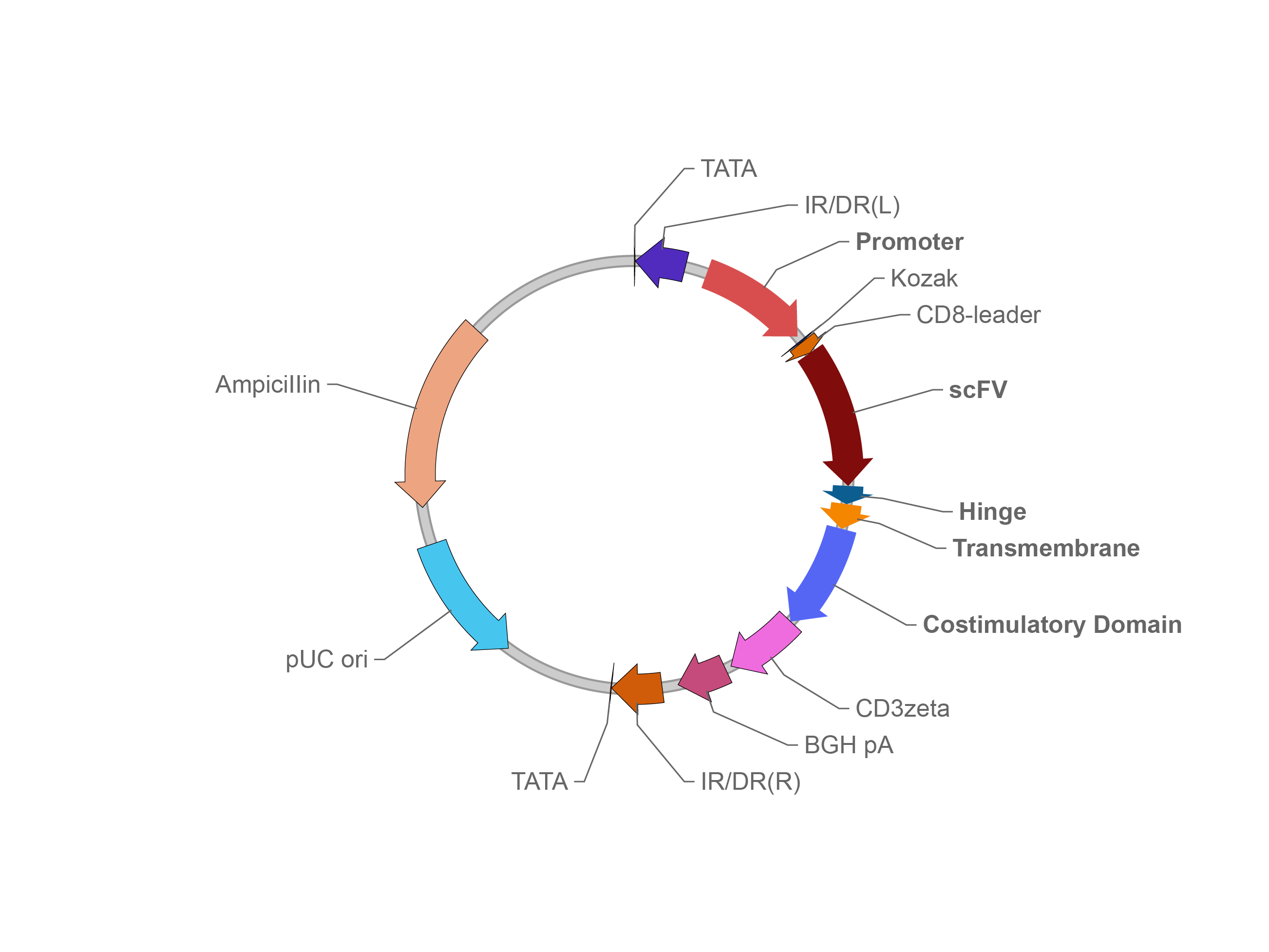 载体家小课堂 | 嵌合抗原受体（CAR）基因递送_细胞