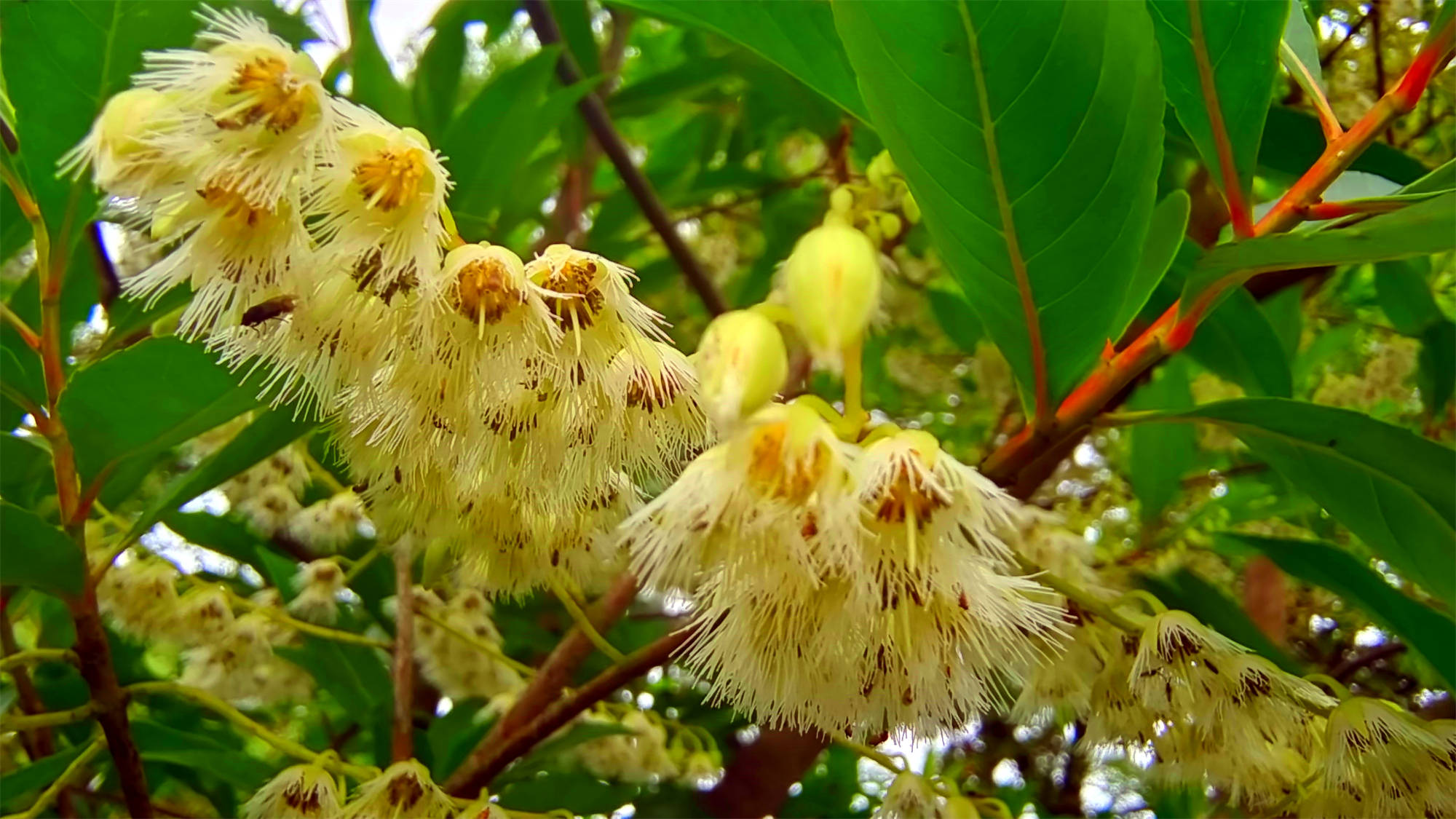 美丽吉安之赏花系列：娇小灵动的杜英花-搜狐大视野-搜狐新闻