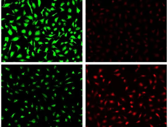 荧光标记五羟基戊烷/荧光标记木糖醇Xylitol/荧光标记木聚糖Xylan_检测_植物_蛋白