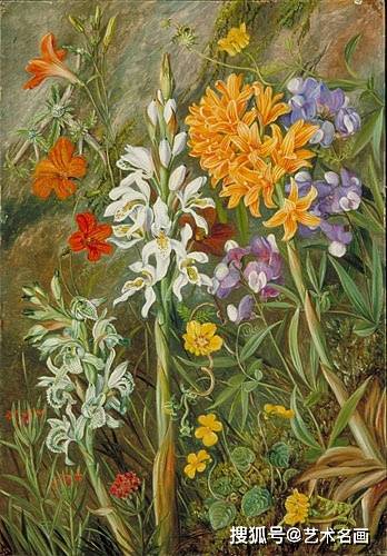 Marianne North的植物手绘 -6park.com