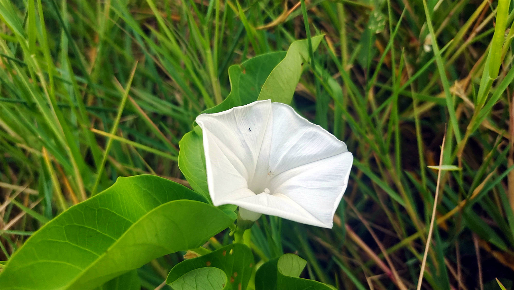 美丽吉安之赏花系列：娇美盛开的空心菜花-搜狐大视野-搜狐新闻