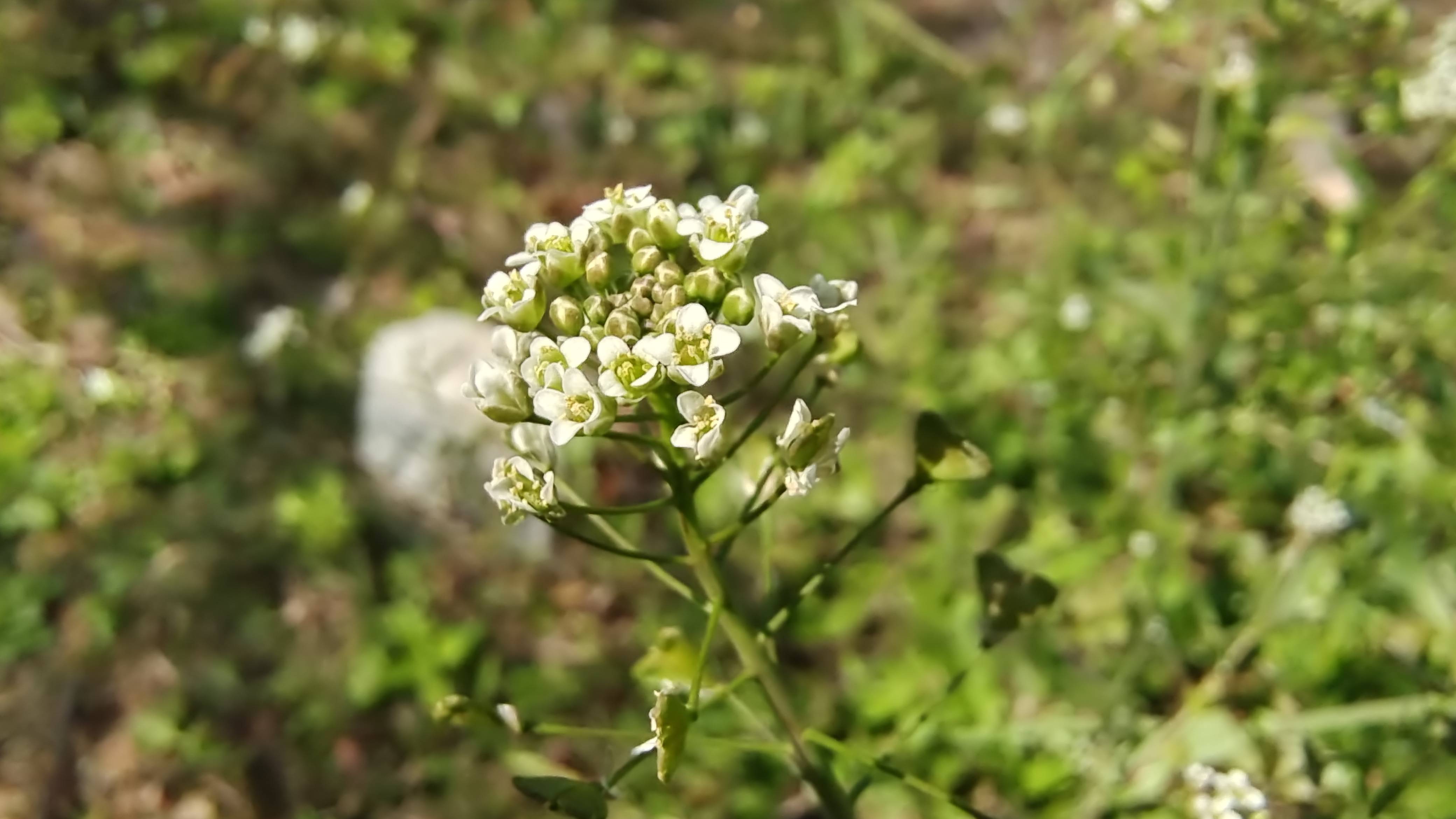 吉安随拍：花花草草之荠菜-搜狐大视野-搜狐新闻