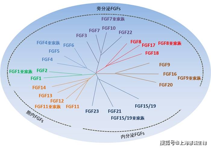 成纤维细胞生长因子（FGF）一族在细胞培养中的作用（细胞因子发SCI领奖励）_组织_重组_血管