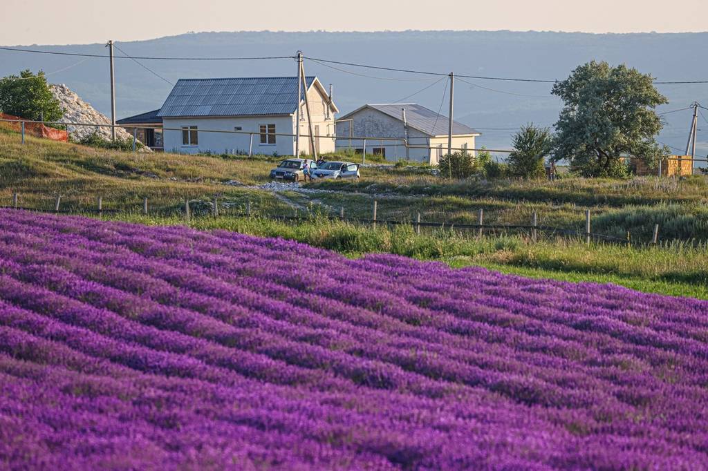 克里米亚薰衣草盛开 游客流连浪漫紫色花海-搜狐大视野-搜狐新闻