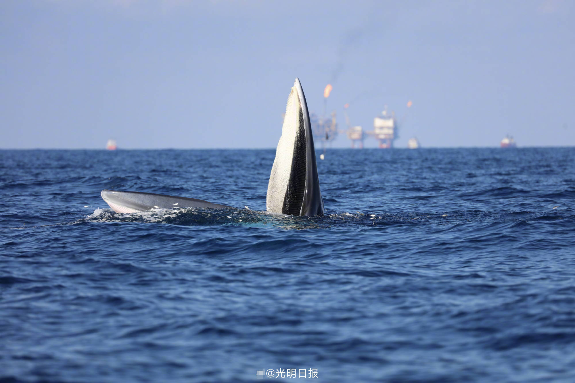 聚焦全国生态日：在涠洲岛观鲸是什么体验-搜狐大视野-搜狐新闻