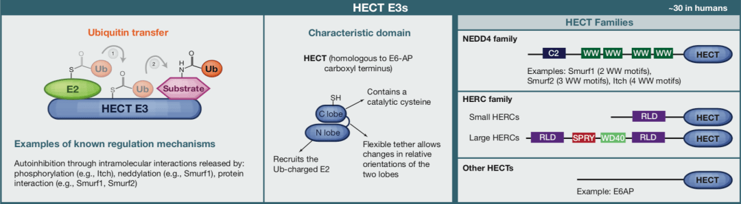 图说 | 泛素连接酶的主要类型_蛋白质