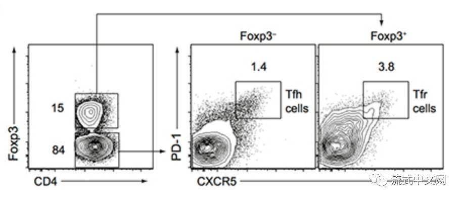 介绍一下B细胞的好基友——Tfh细胞_有关