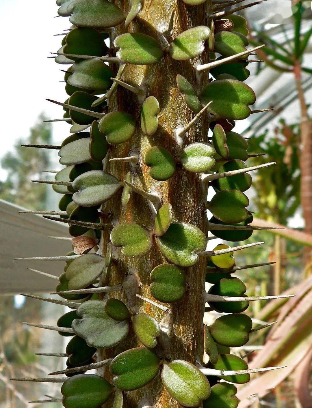 七夕节到！这些植物对你“比了个心”-搜狐大视野-搜狐新闻