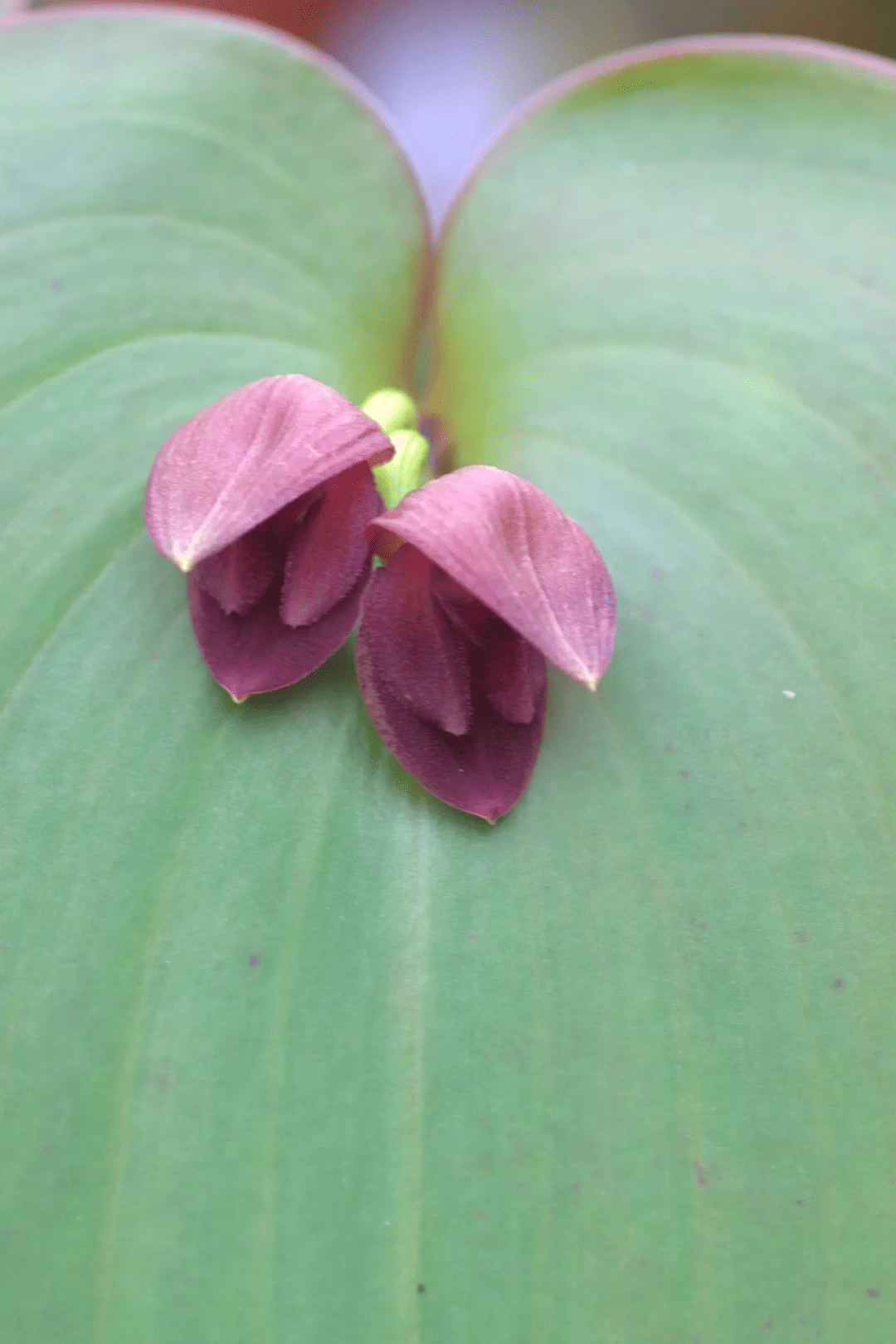 七夕节到！这些植物对你“比了个心”-搜狐大视野-搜狐新闻