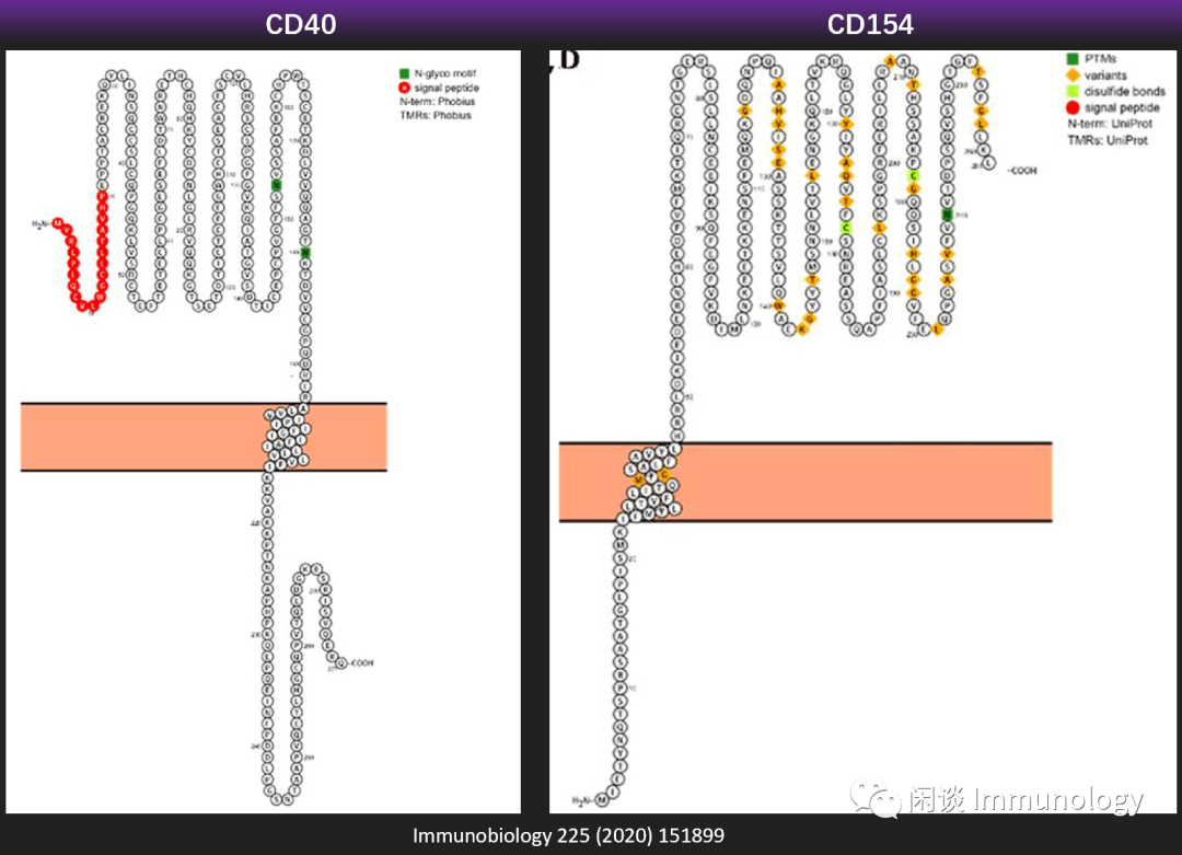 CD40-CD40L：炎症性疾病+肿瘤免疫忽视+对应免疫治疗策略_细胞