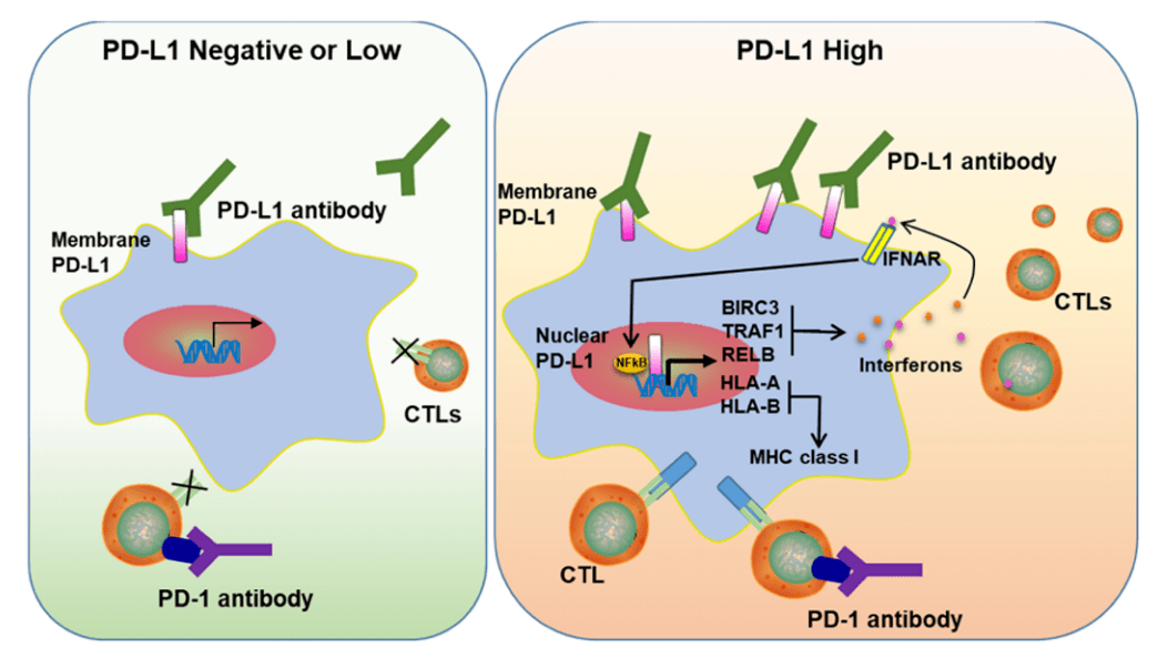 Nature子刊：到底是促癌还是抑癌？PD-L1还有不为人知的一面_研究