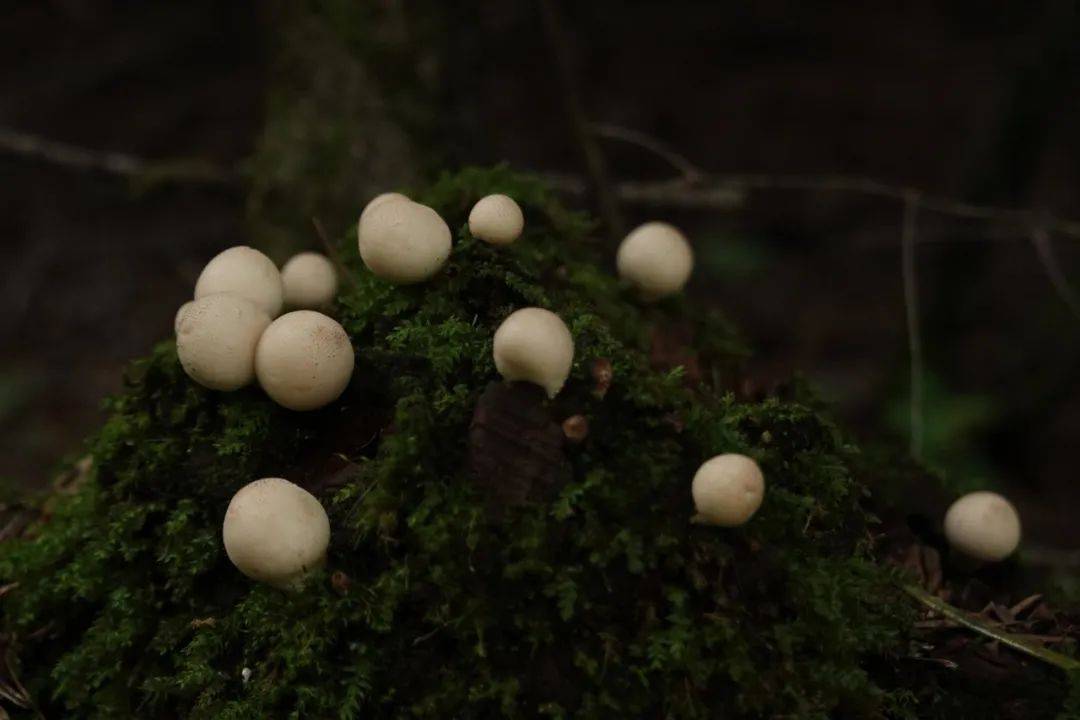 重返雨崩：雪山依旧，人事已非_变化