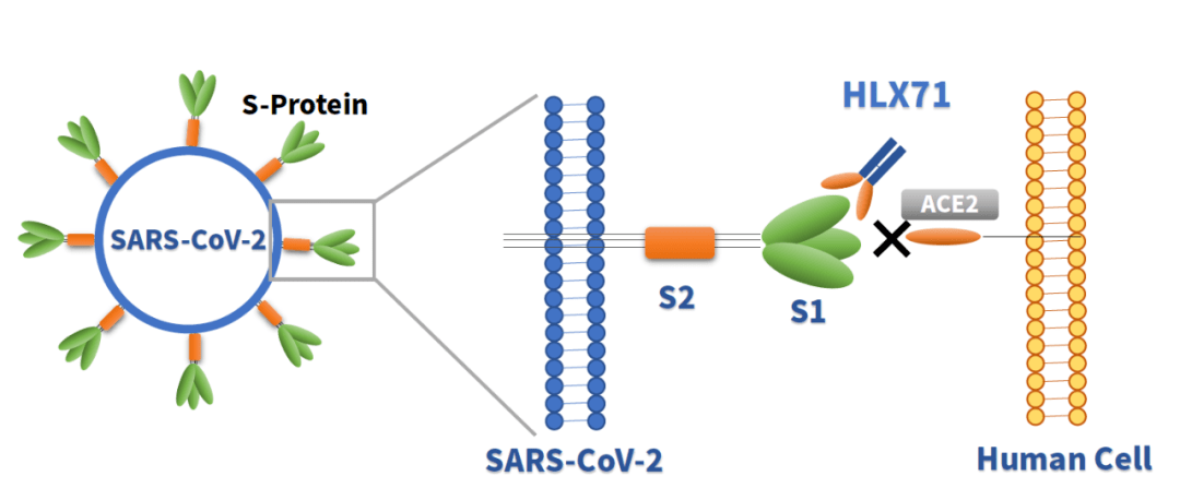 第二款新冠治疗候选药物！复宏汉霖受体融合蛋白HLX71获美国IND批准_th