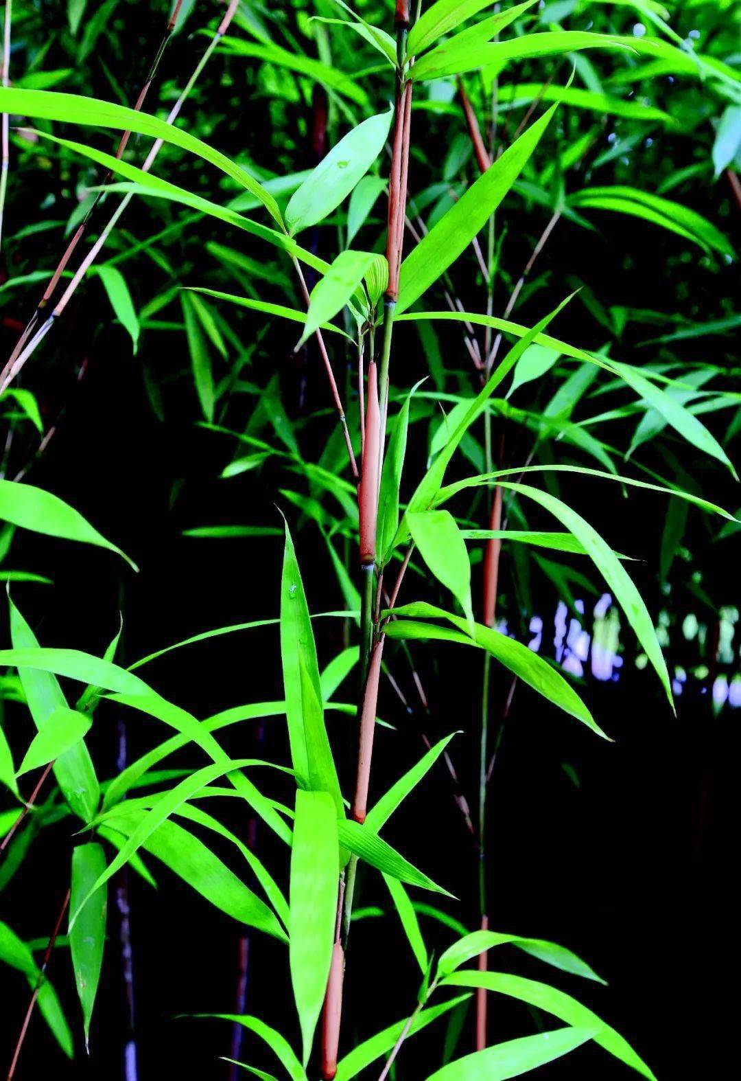 江泽慧主编《中国竹类植物图鉴》出版！_包括