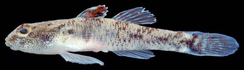 马来西亚的鱼和它们的原生栖息地_生活