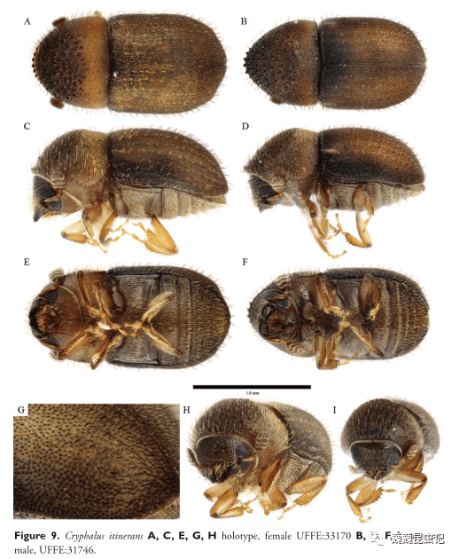 【虫研捷报】中国小蠹研究进展（二）——4个梢小蠹新种_寄主
