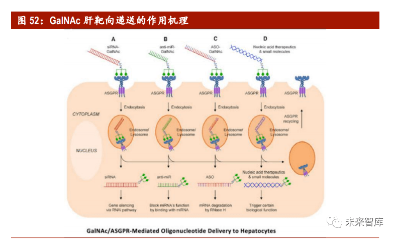 生物医药：小核酸药物技术发展现状与趋势_siRNA