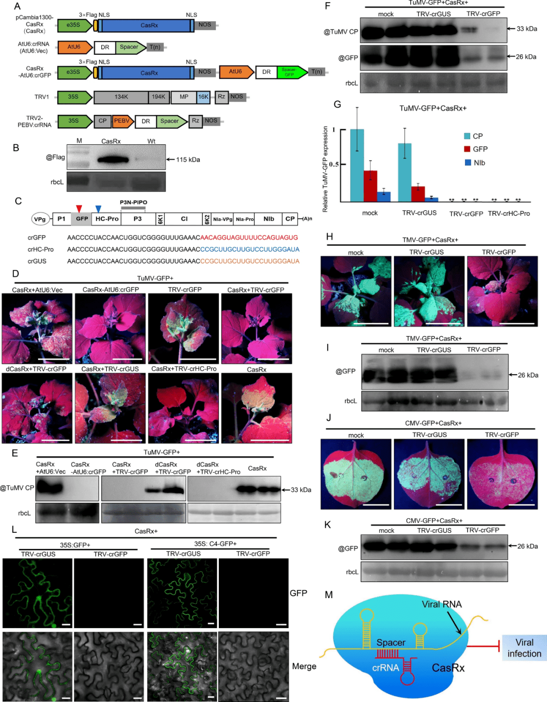 利用CRISPR/CasRx系统抗植物RNA病毒 | VS推荐_育种
