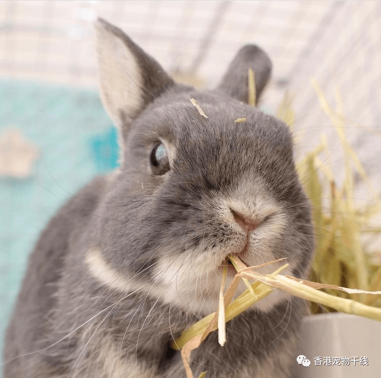 遇到不爱吃草的兔子，铲屎官可以这样做！_牧草