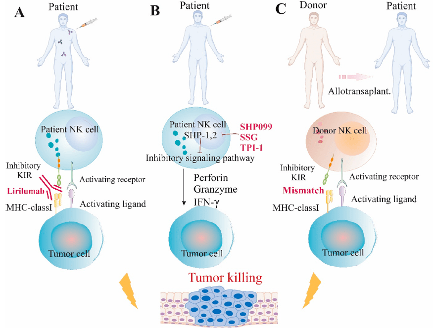 浅谈NK细胞受体 KIR的功能与临床意义_基因