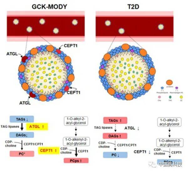 前沿科技 | 中科院等科学家合作在成人型糖尿病2型相关的动脉粥样硬化保护机制研究中获进展_检测